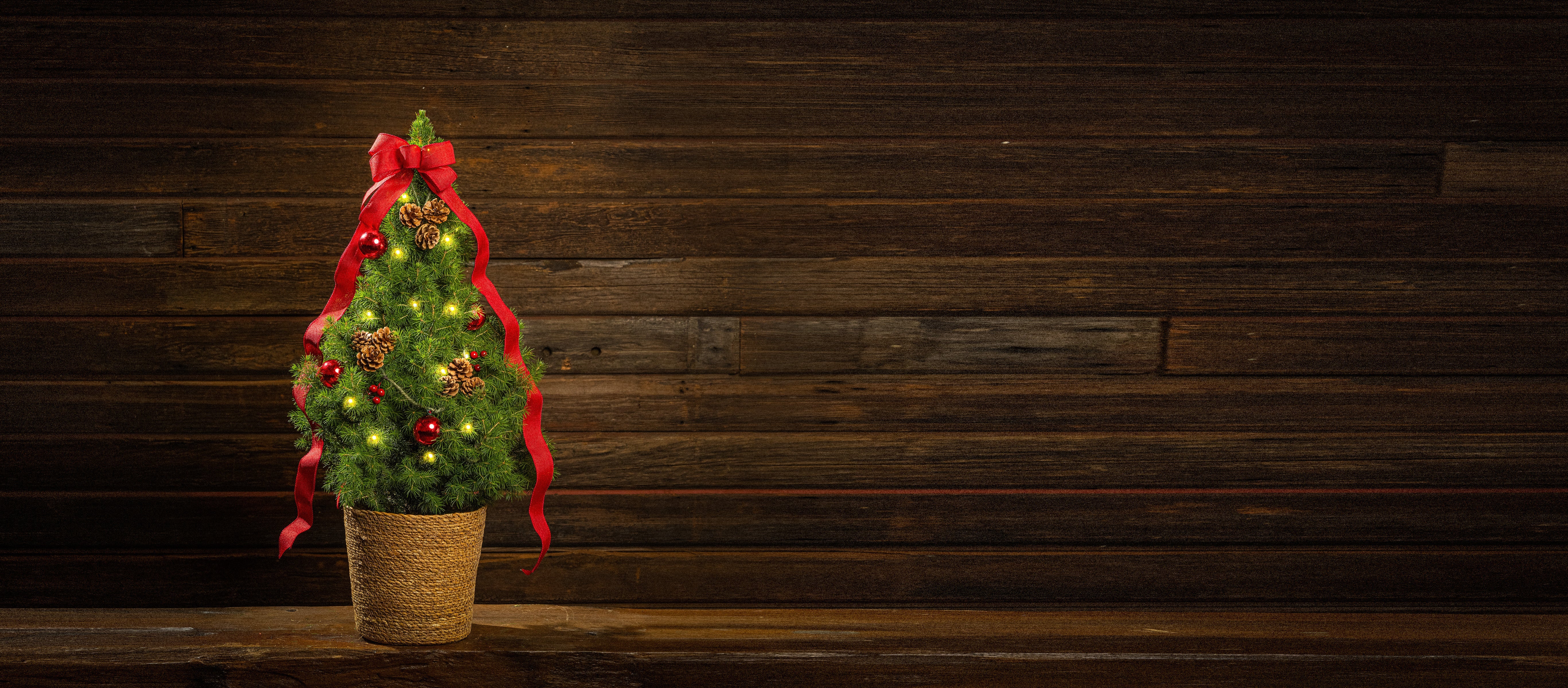 Christmas Trees – Lynch Creek Farm