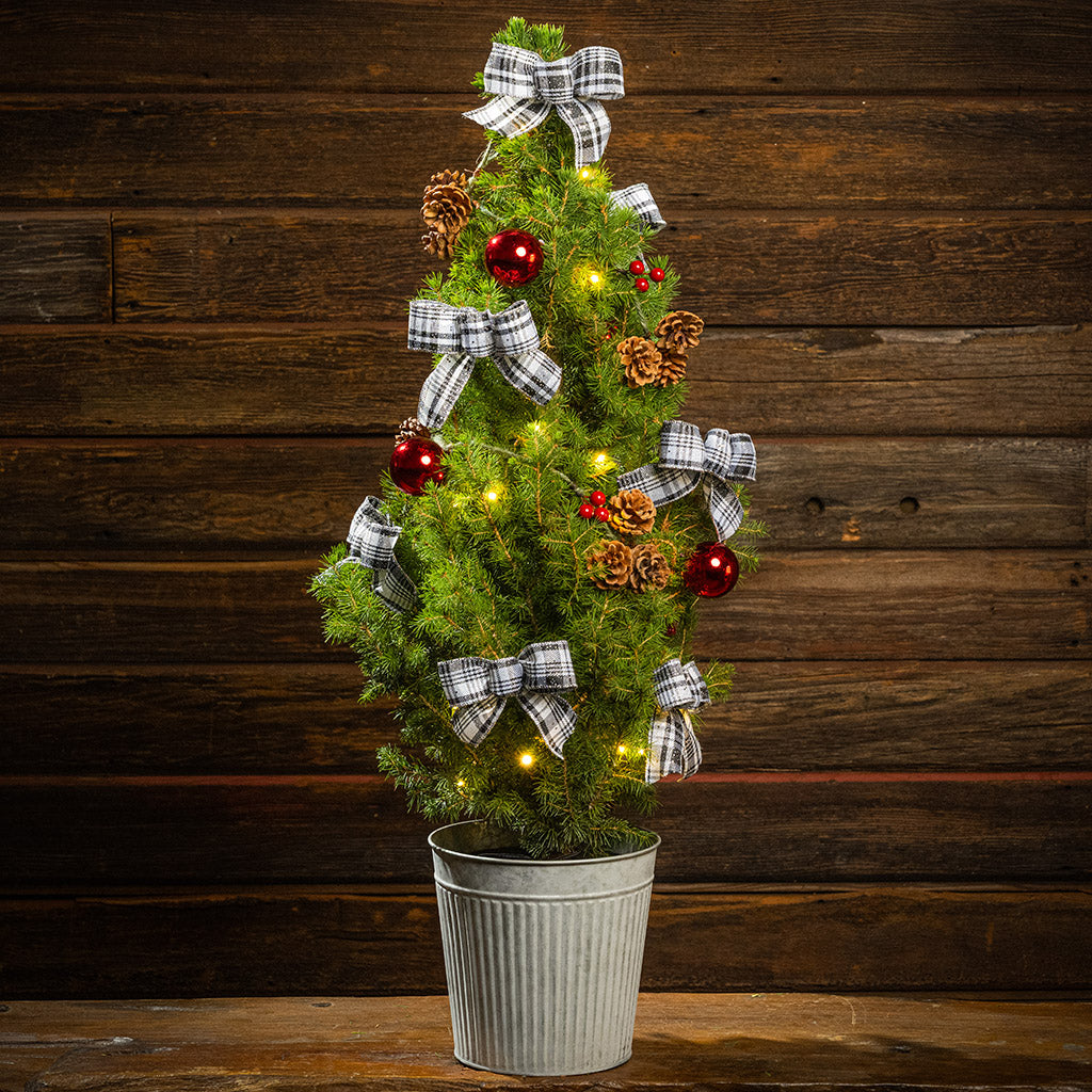 Home for the Holidays Living Christmas Tree - 1 Gallon – Lynch Creek Farm