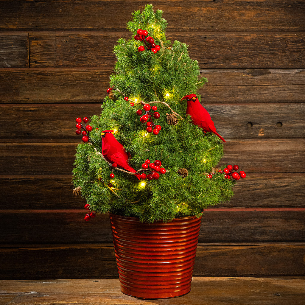 Merry Redbirds Living Christmas Tree - 2 Gallons – Lynch Creek Farm
