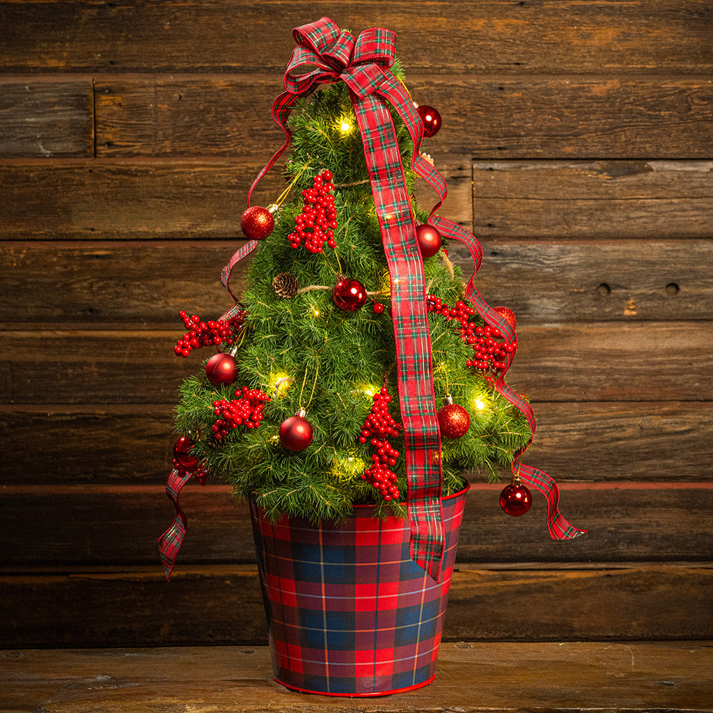Perfect Plaid Living Christmas Tree - 2 Gallons – Lynch Creek Farm